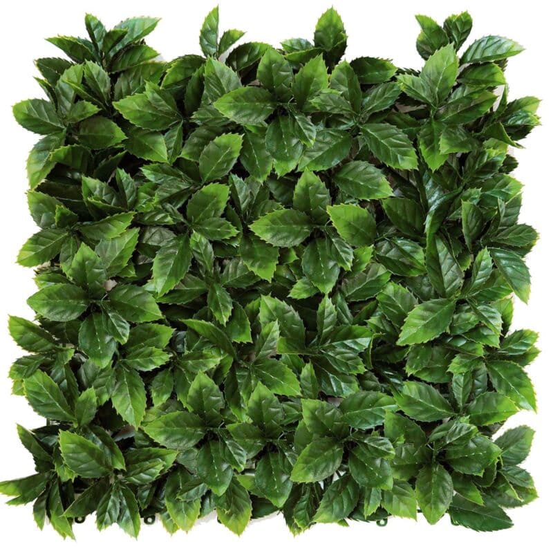 Fern Fusion - ReadyLeaf