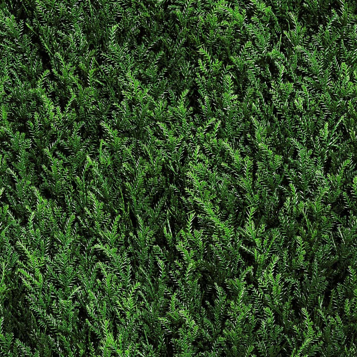 Artificial Hedge Tiles for instant greenery | ReadyLeaf