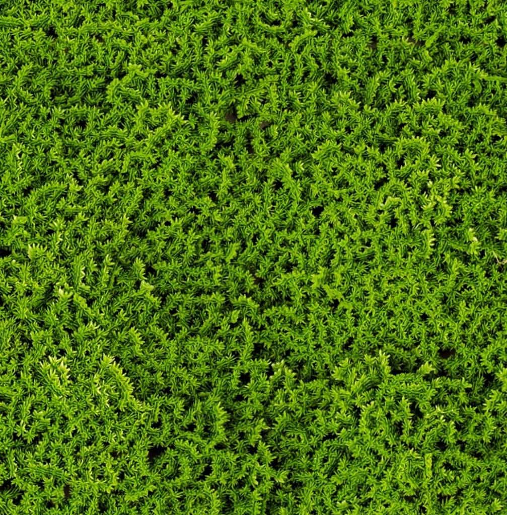Artificial Moss tiles | ReadyLeaf