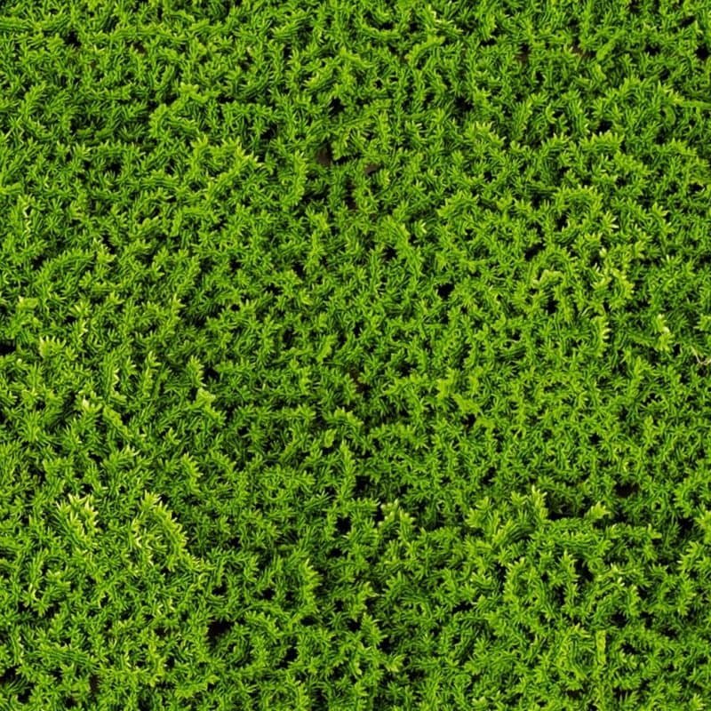 Fern Fusion - ReadyLeaf