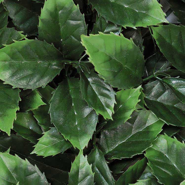 Fern Fusion - ReadyLeaf