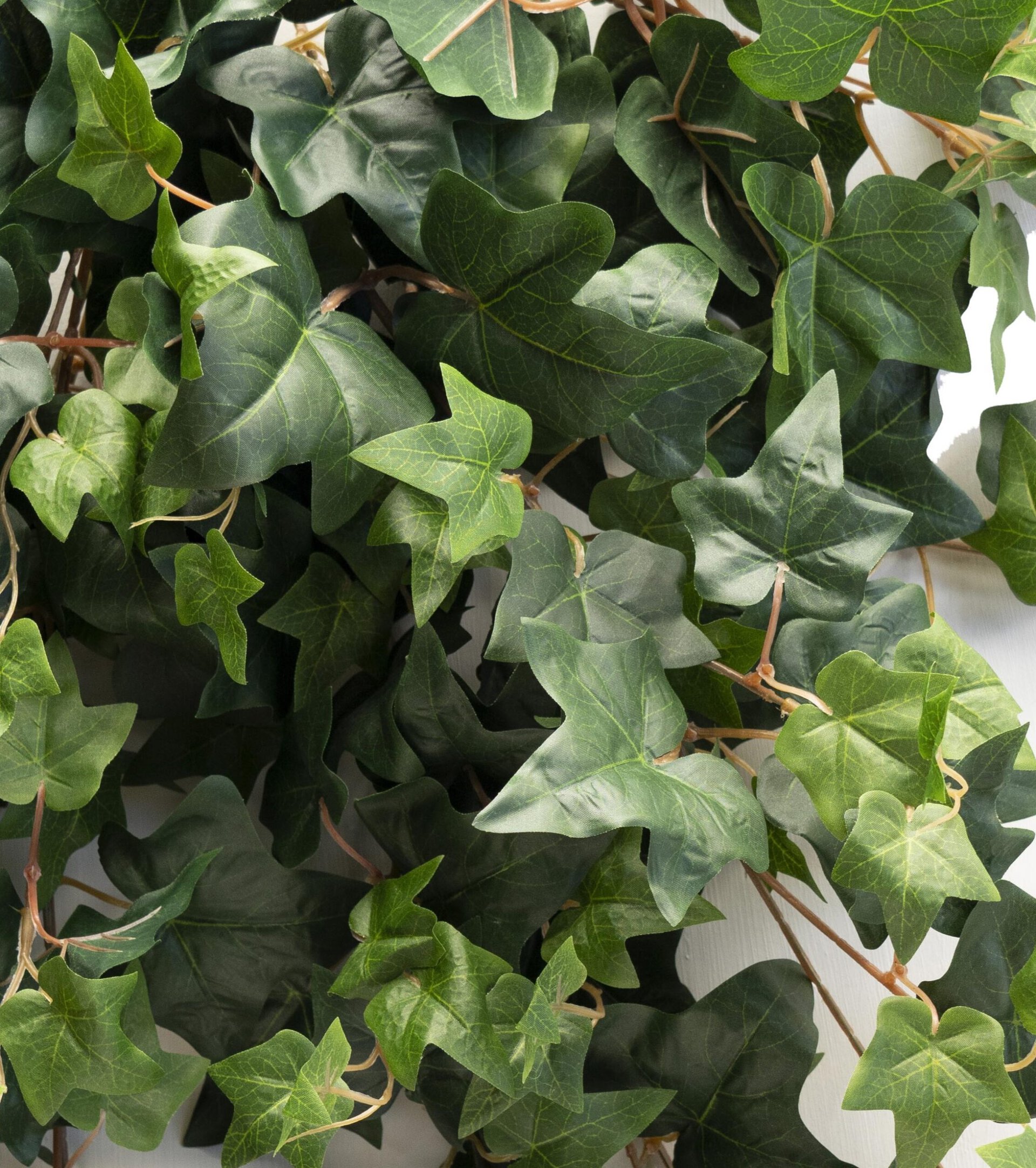 English Ivy Photos Trailing English Ivy | Welcome To Nanjala