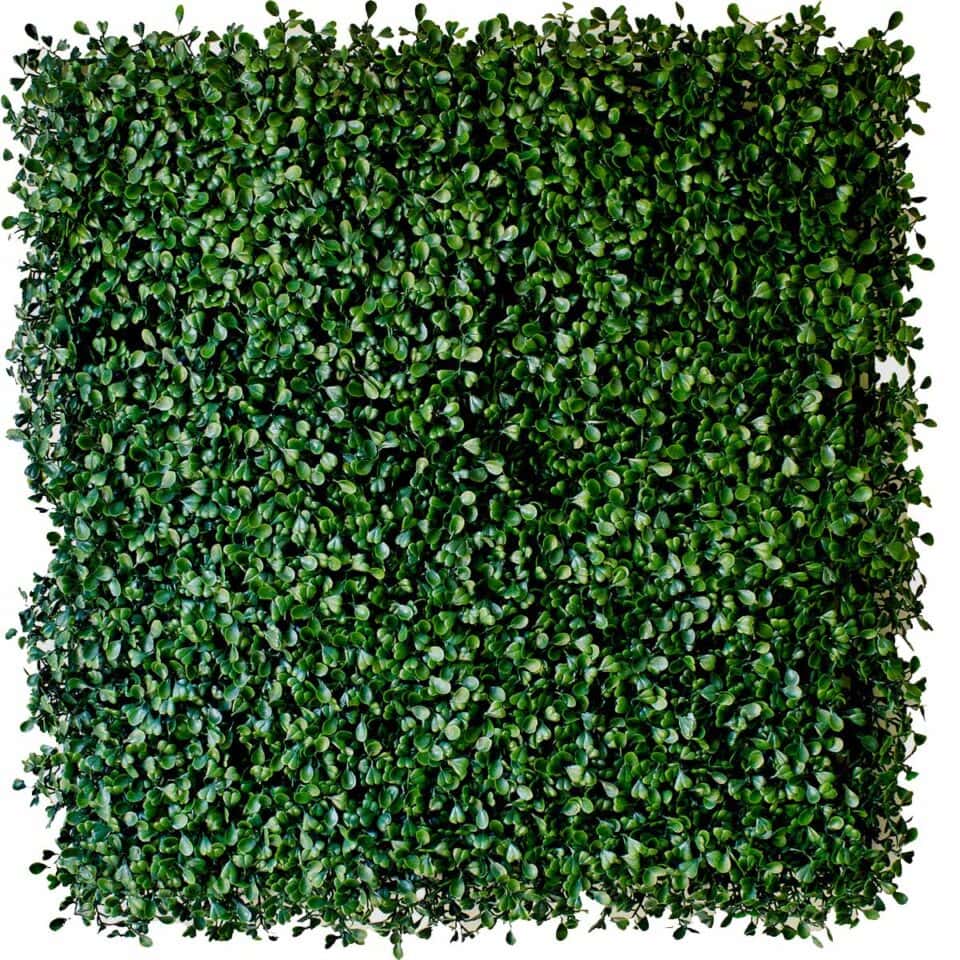 Artificial Miniature Ficus | ReadyLeaf