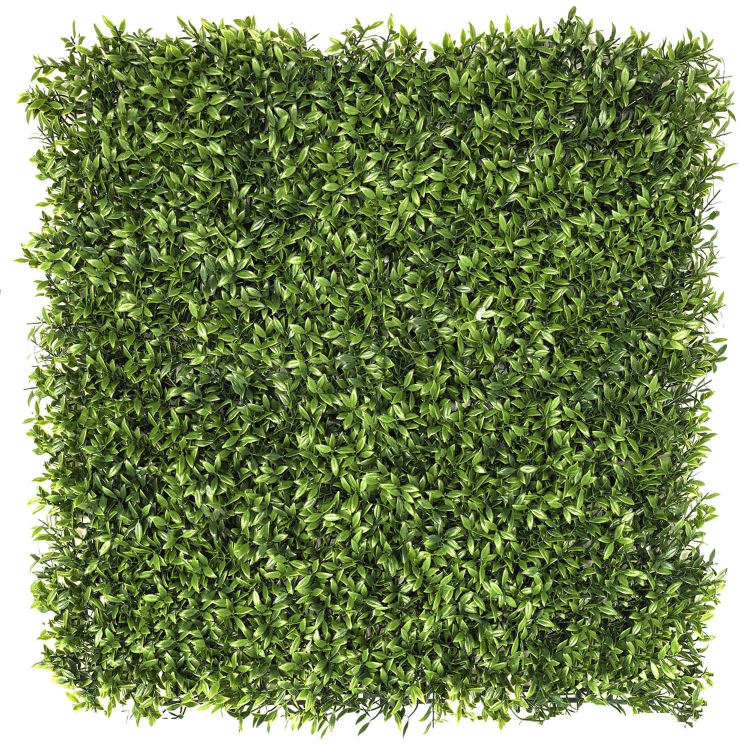 Artificial Phebalium | ReadyLeaf