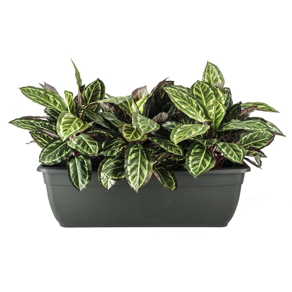 Artificial Calathea Rosa