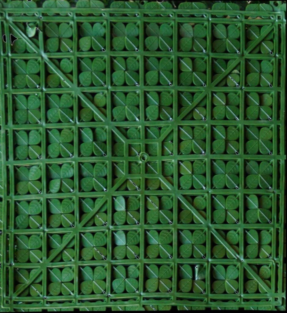 Pittosporum Hedge Tiles - readymade for Indoor & Outdoor Use| ReadyLeaf